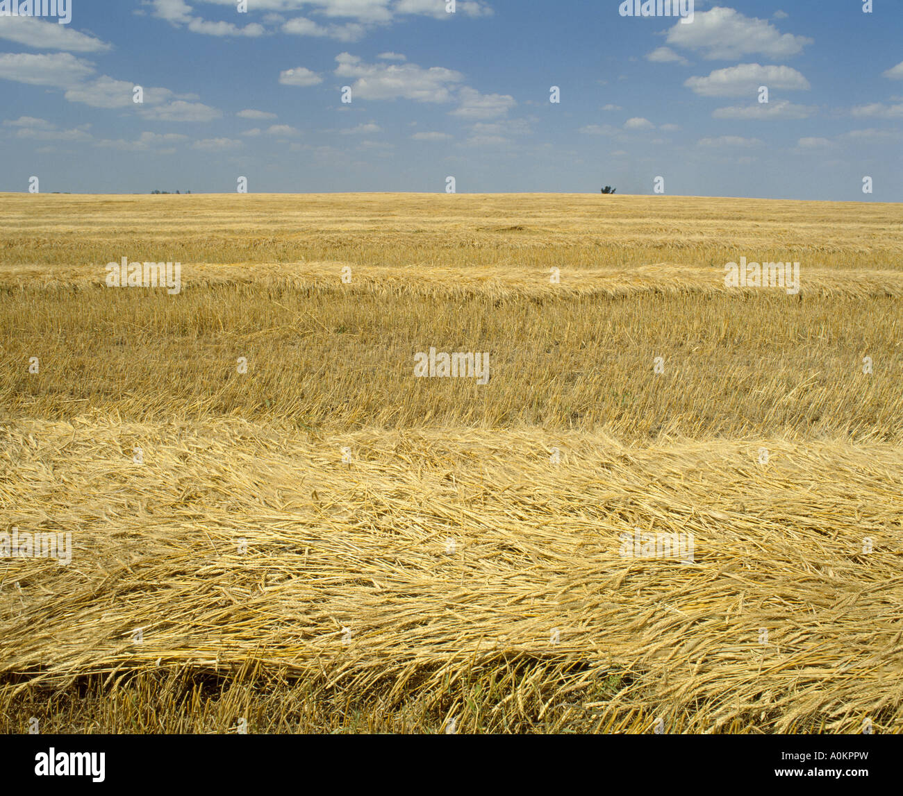 SWATHING EXCELLENT HARD RED SPRING WHEAT NORTH DAKOTA Stock Photo - Alamy