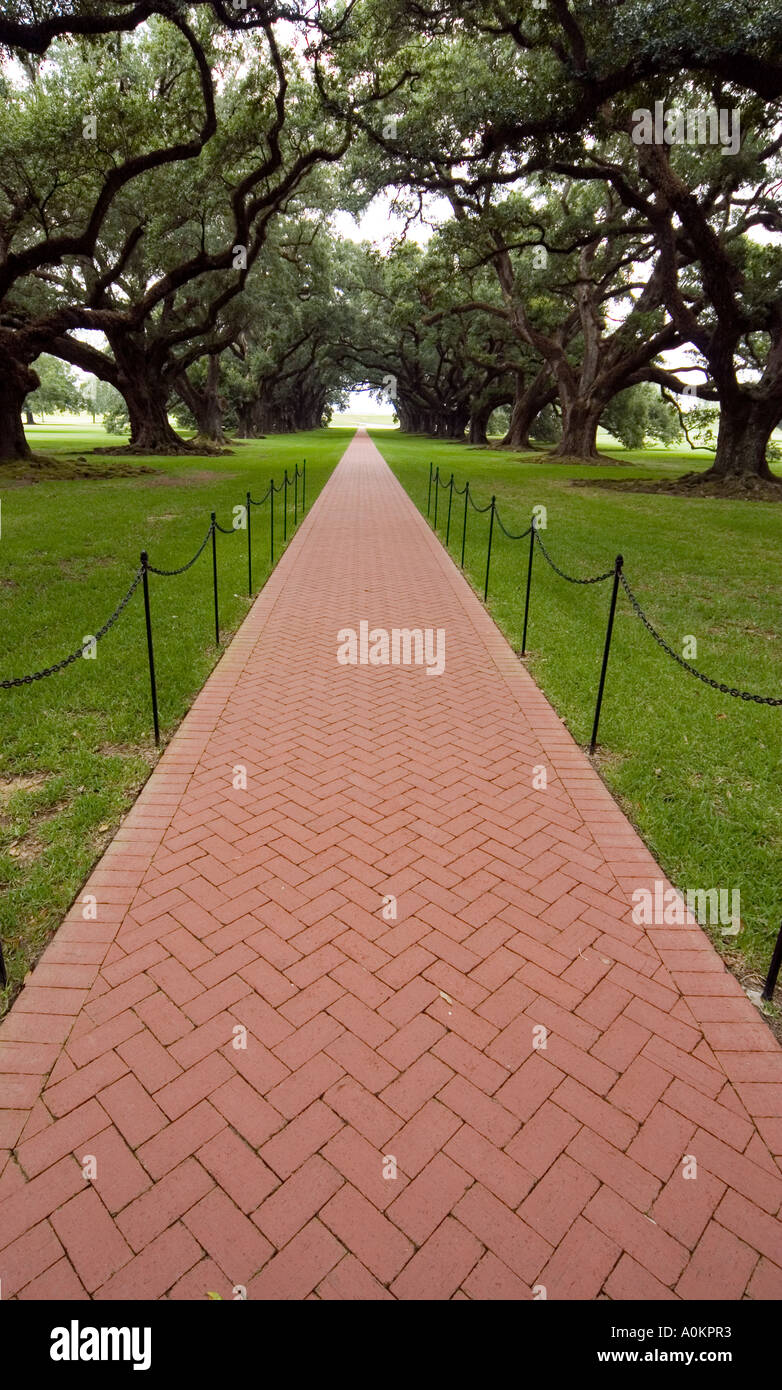 The front walk at Oak Alley Plantation in Louisiana Stock Photo - Alamy