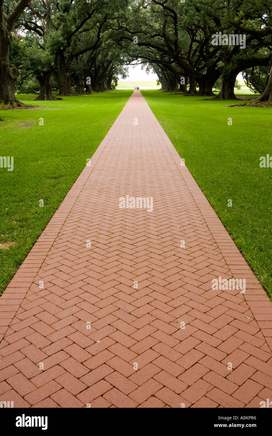 The front walk at Oak Alley Plantation in Louisiana Stock Photo - Alamy