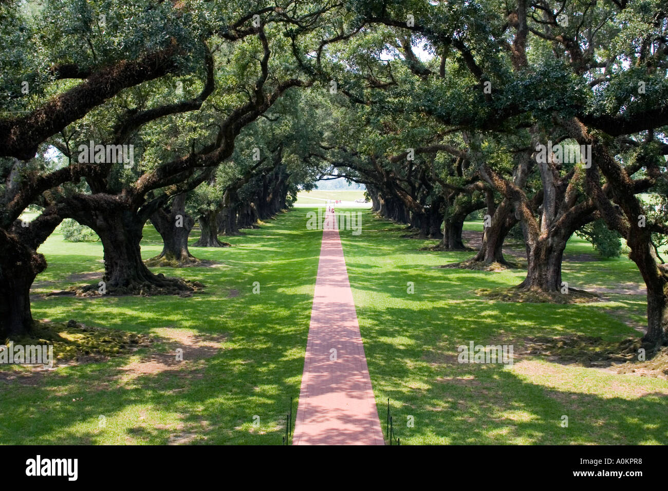 The front walk at Oak Alley Plantation in Louisiana Stock Photo - Alamy