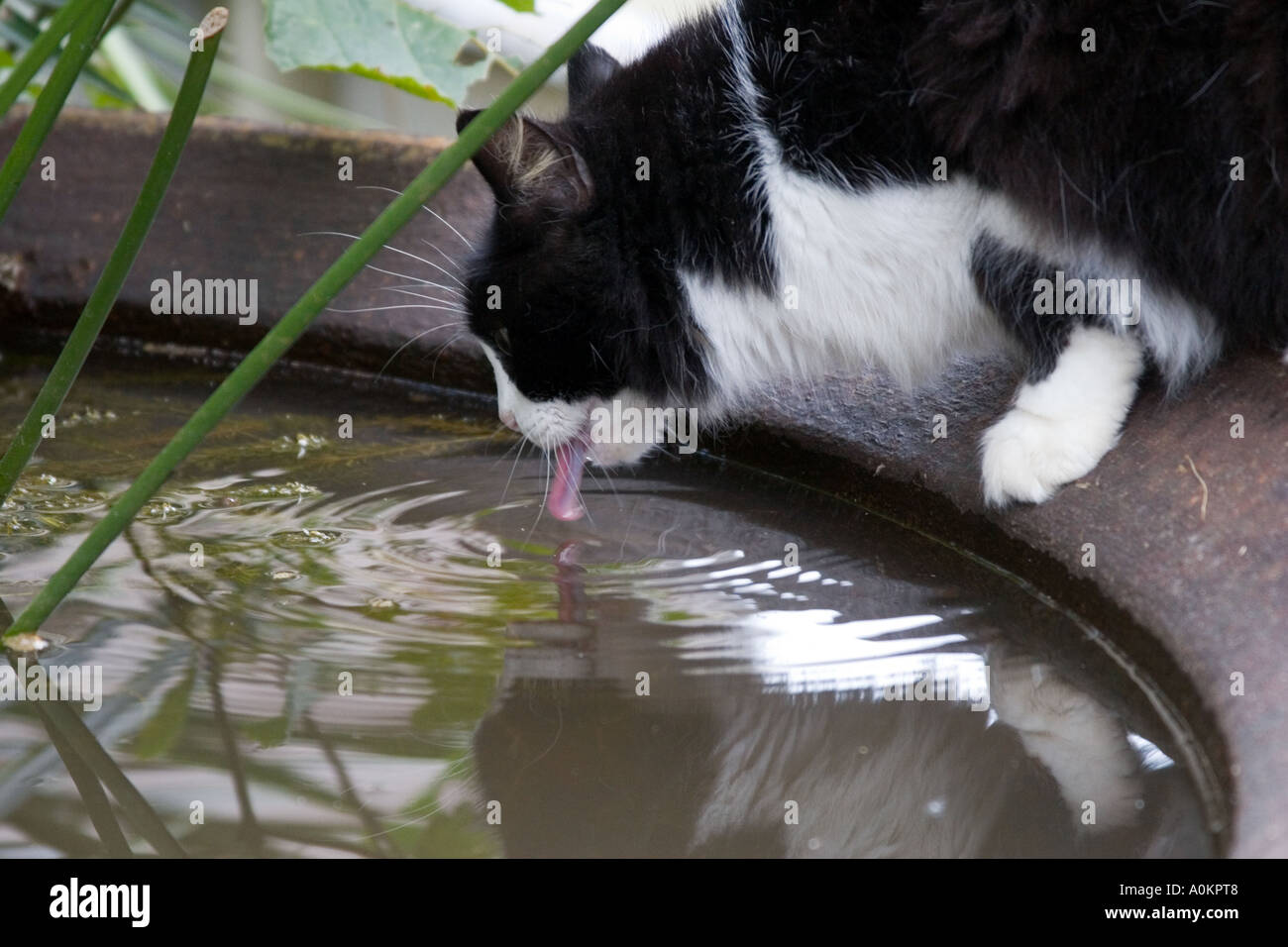 Black cat drinking water from hi-res stock photography and images - Alamy