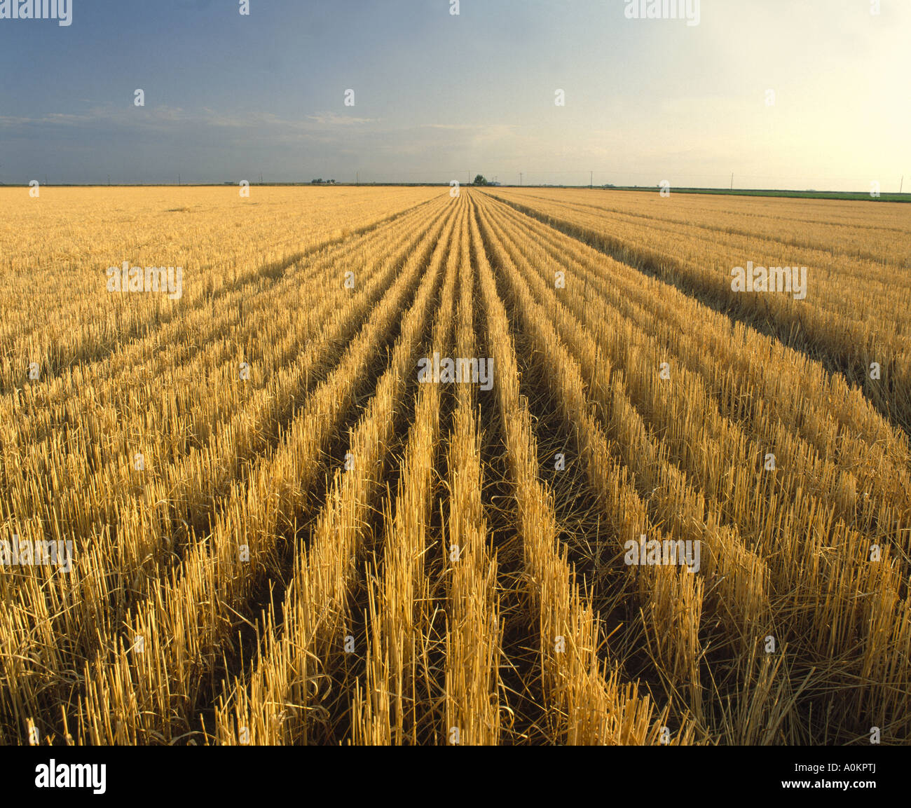 Wheat crop texas hi-res stock photography and images - Alamy