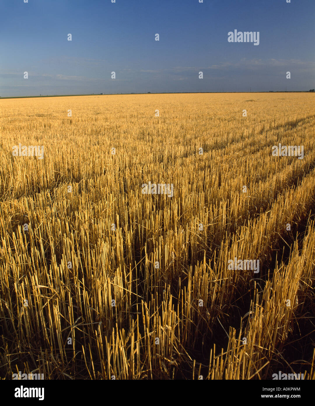 Wheat crop texas hi-res stock photography and images - Alamy