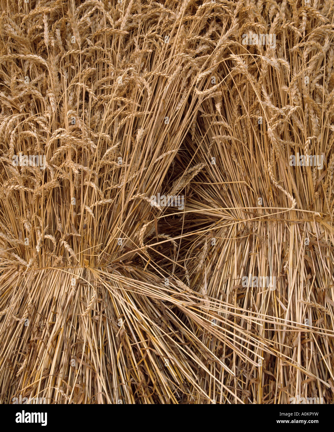 Dry wheat bundles hi-res stock photography and images - Alamy