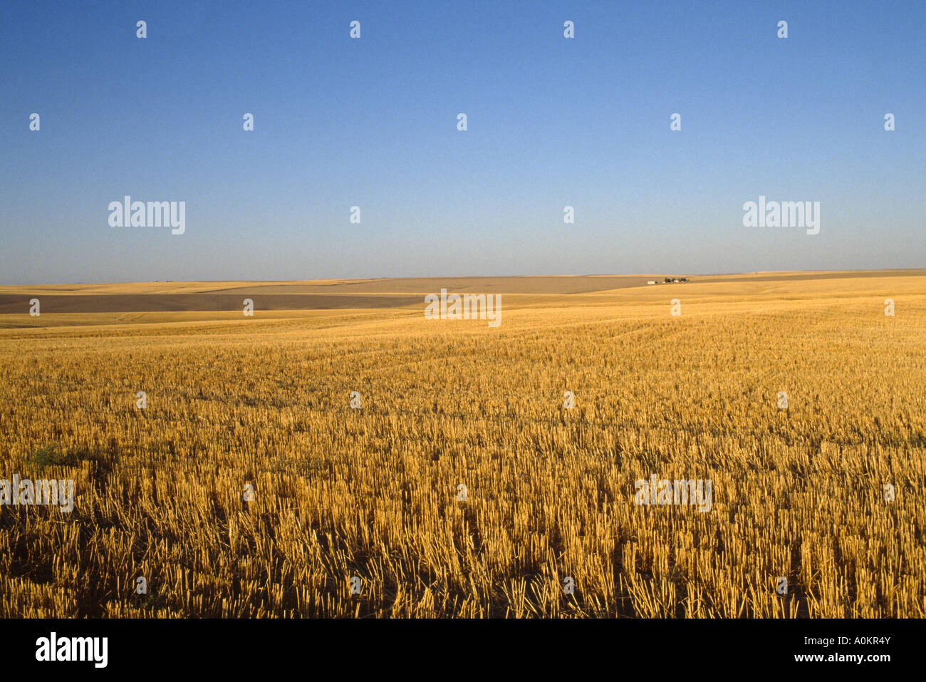 WHEAT STUBBLE FIELD WASHINGTON Stock Photo - Alamy