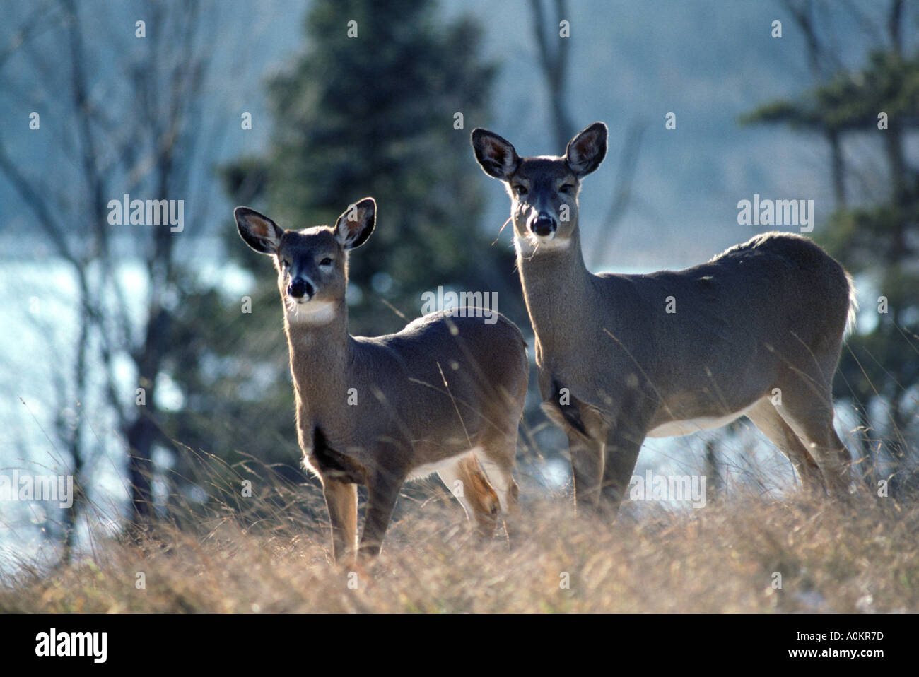 White tailed deer in forest odocoileus hi-res stock photography and ...