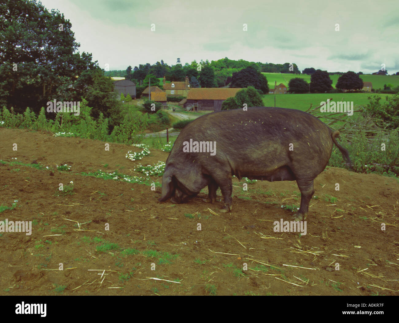 Large black pig hi-res stock photography and images - Alamy
