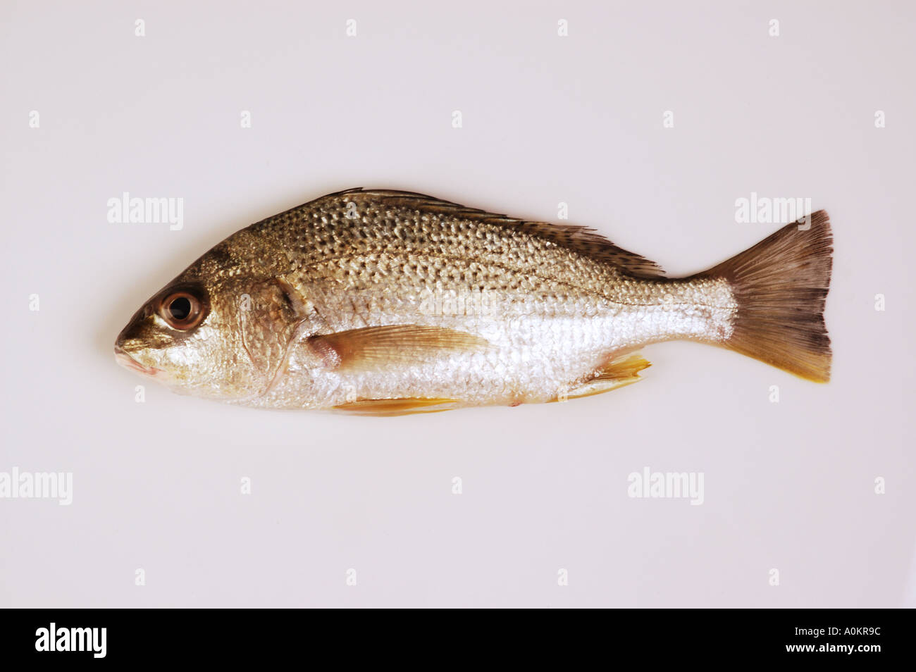 fresh whole reef fish Queensland Australia dsca 0190 Stock Photo - Alamy