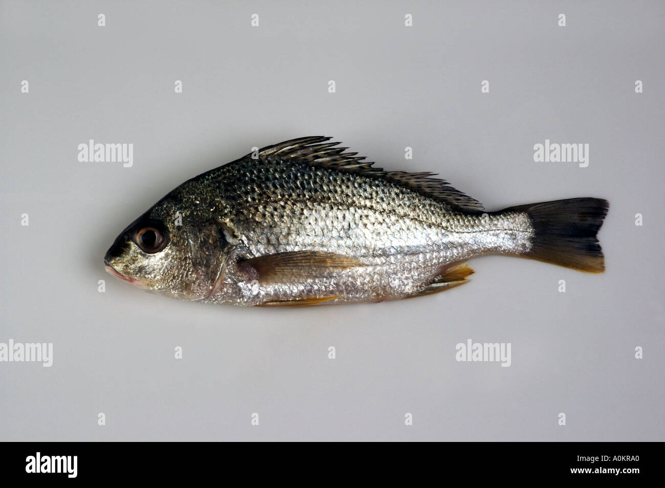 fresh whole reef fish Queensland Australia dsca 0192 Stock Photo - Alamy