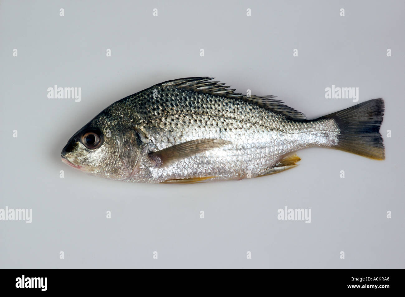 fresh whole reef fish Queensland Australia dsca 0194 Stock Photo - Alamy