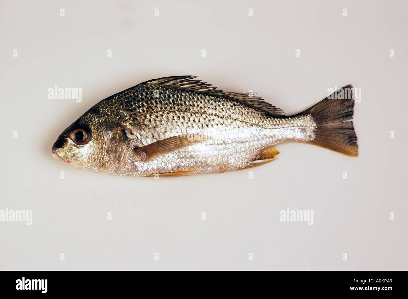 fresh whole reef fish Queensland Australia dsca 0195 Stock Photo - Alamy