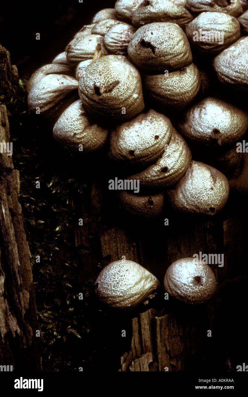 Puff balls ready to release spores New Brunswick Canada Stock Photo - Alamy