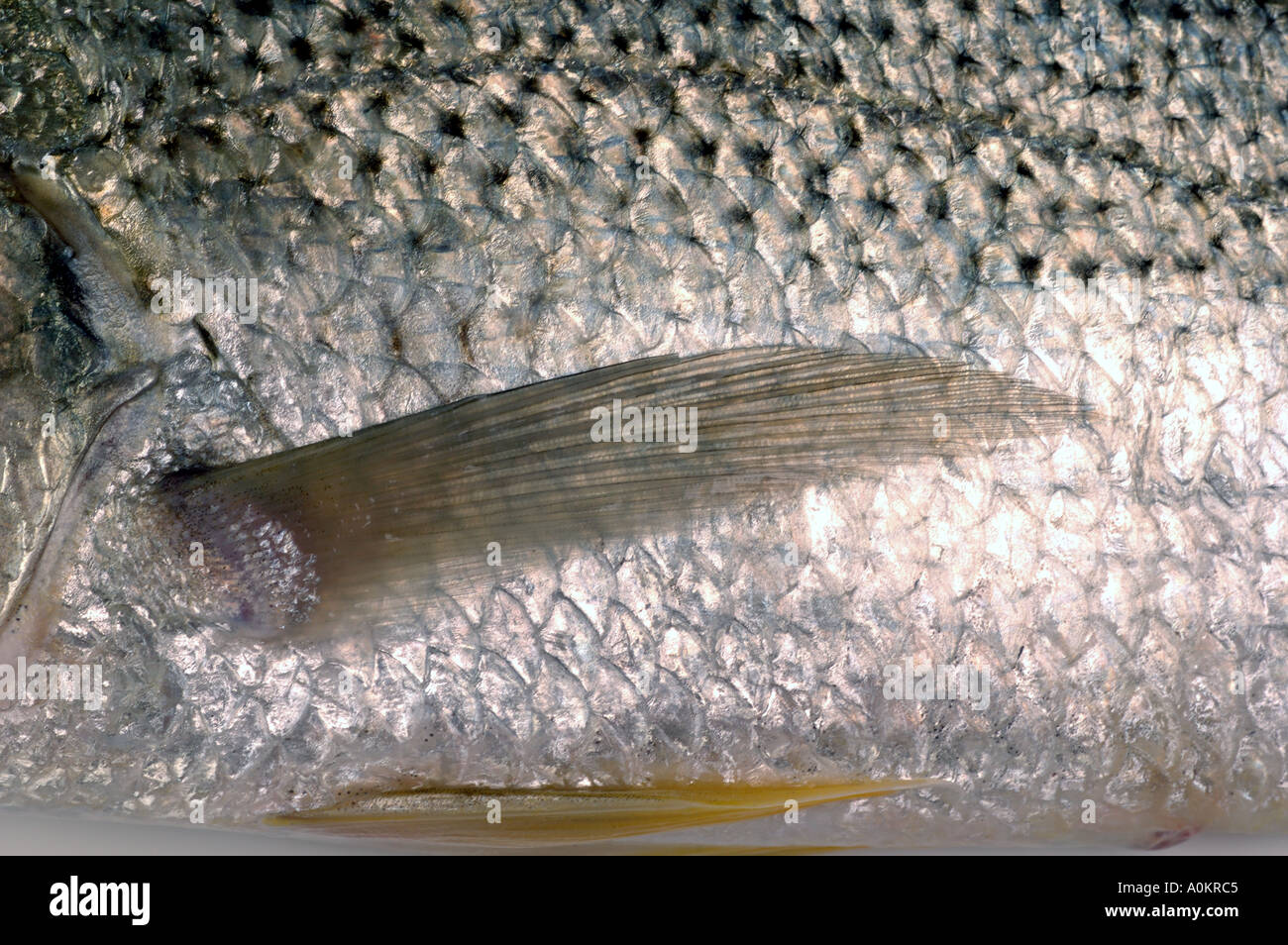 fish skin and scales texture dsca 0196 Stock Photo - Alamy