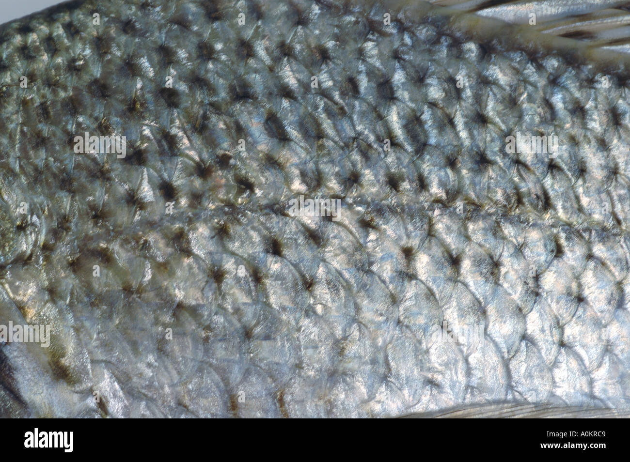 fish skin and scales texture dsca 0198 Stock Photo - Alamy