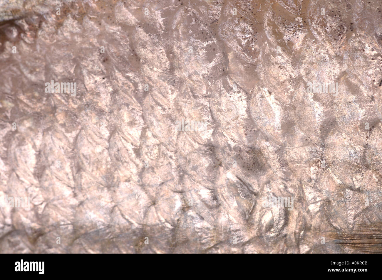 fish skin and scales texture dsca 0199 Stock Photo - Alamy