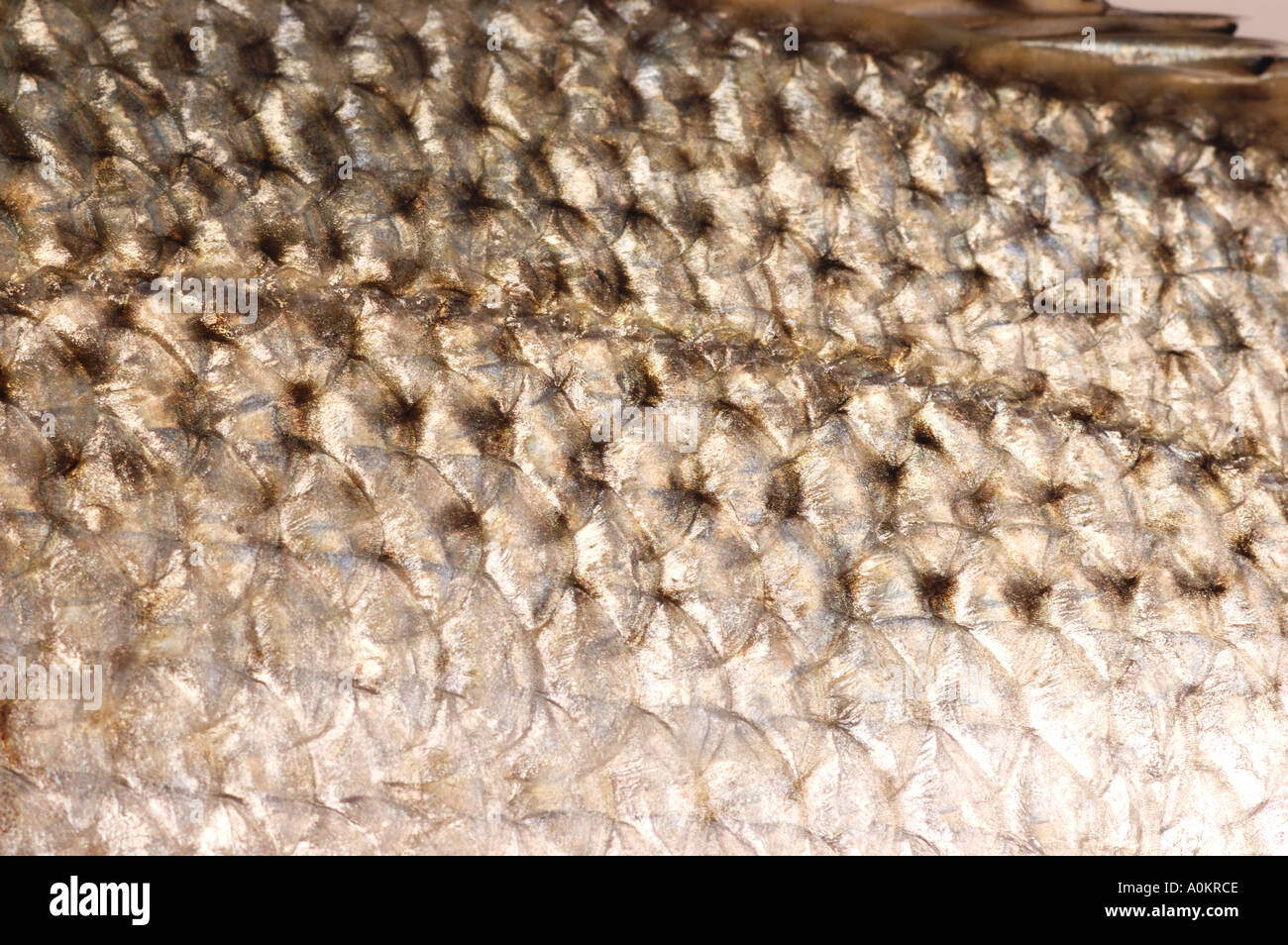 fish skin and scales texture dsca 0201 Stock Photo - Alamy