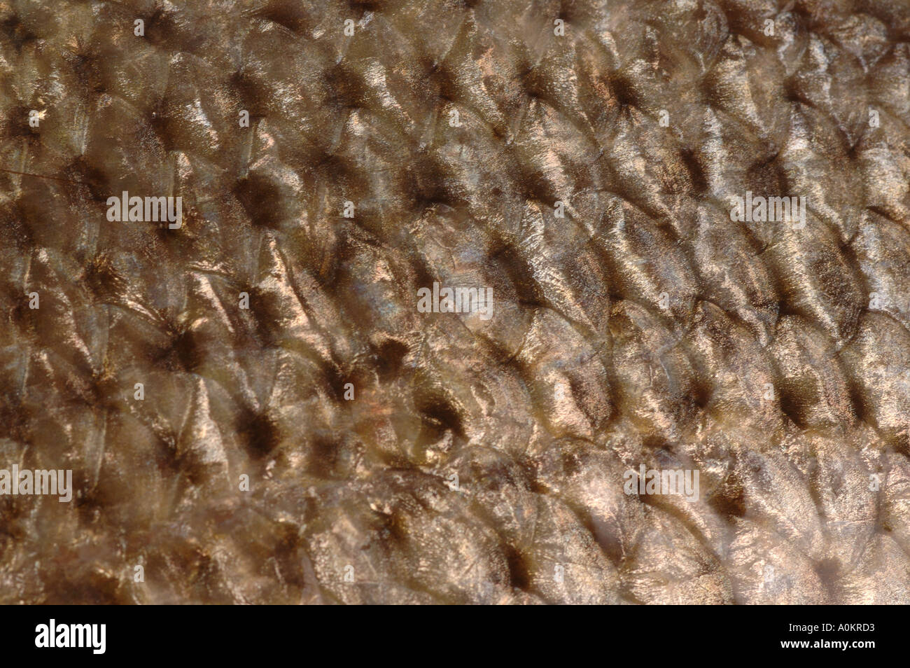 fish skin and scales texture dsca 0208 Stock Photo - Alamy