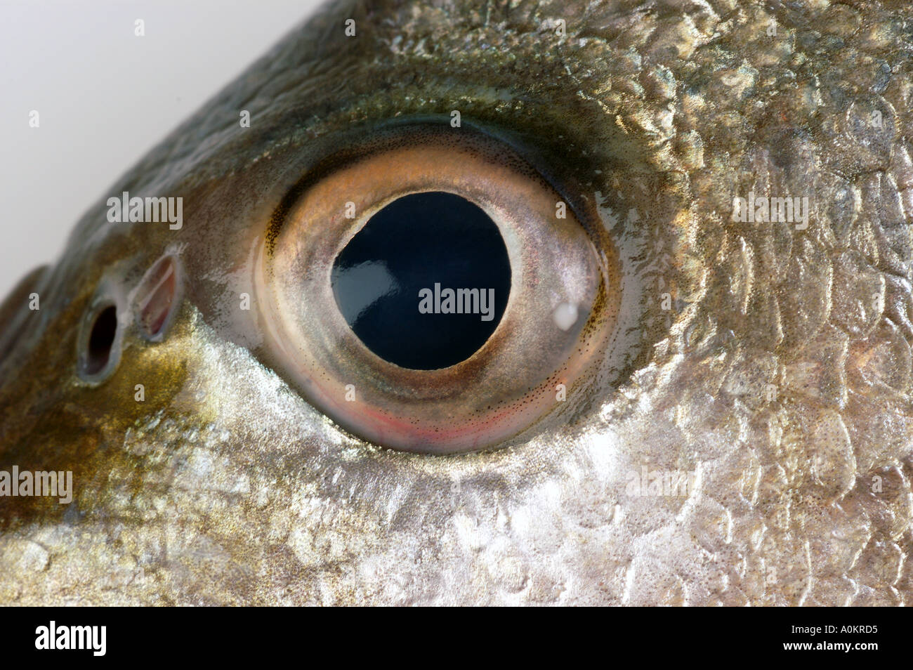 close up of Queensland reef fish Australia dsca 0211 Stock Photo - Alamy