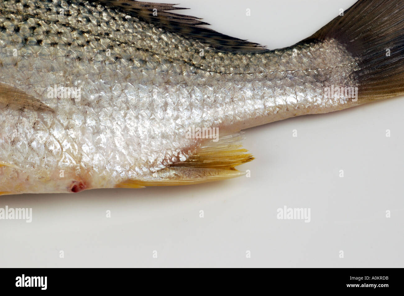 fish fins dsca 0217 Stock Photo - Alamy