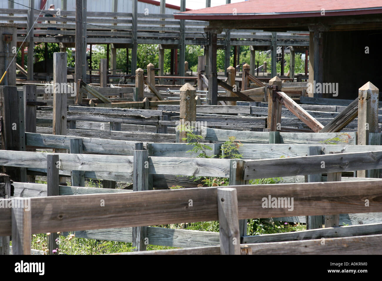 Corral cattle hi-res stock photography and images - Alamy