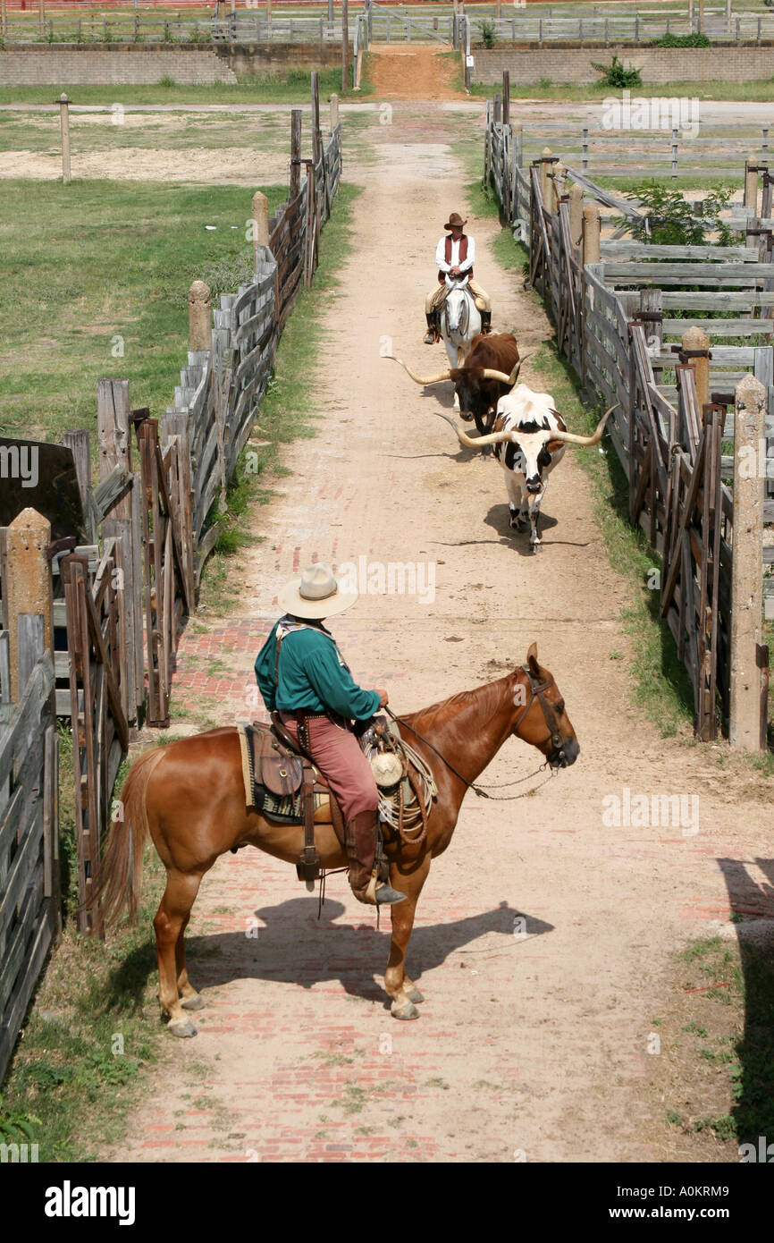 Cowboys herding longhorn cattle Stock Photo - Alamy