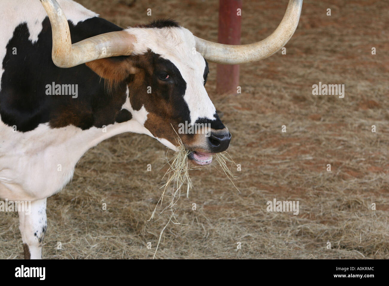 Longhorn cow chewing hay Stock Photo - Alamy