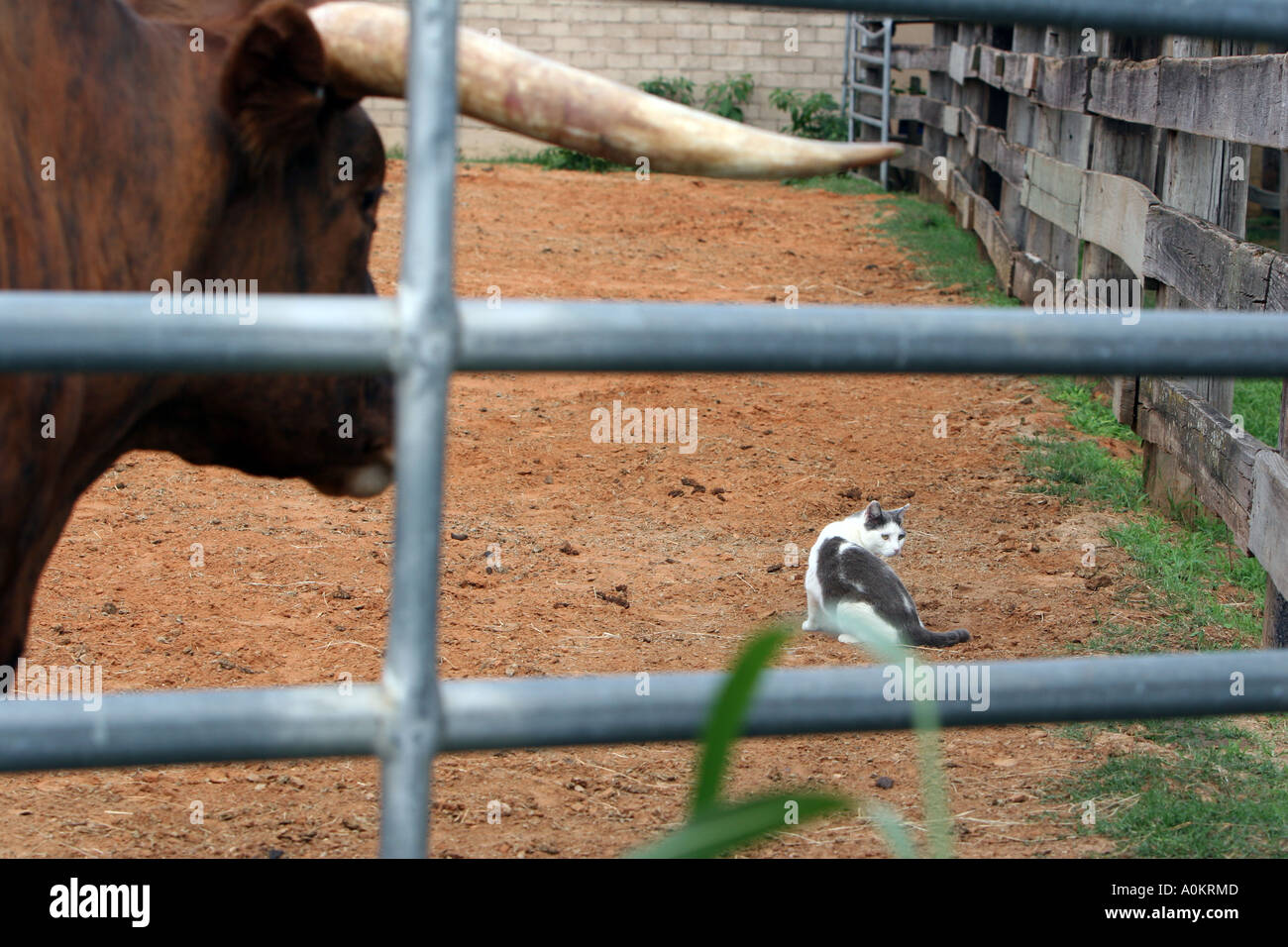 Cat versus bull Stock Photo - Alamy