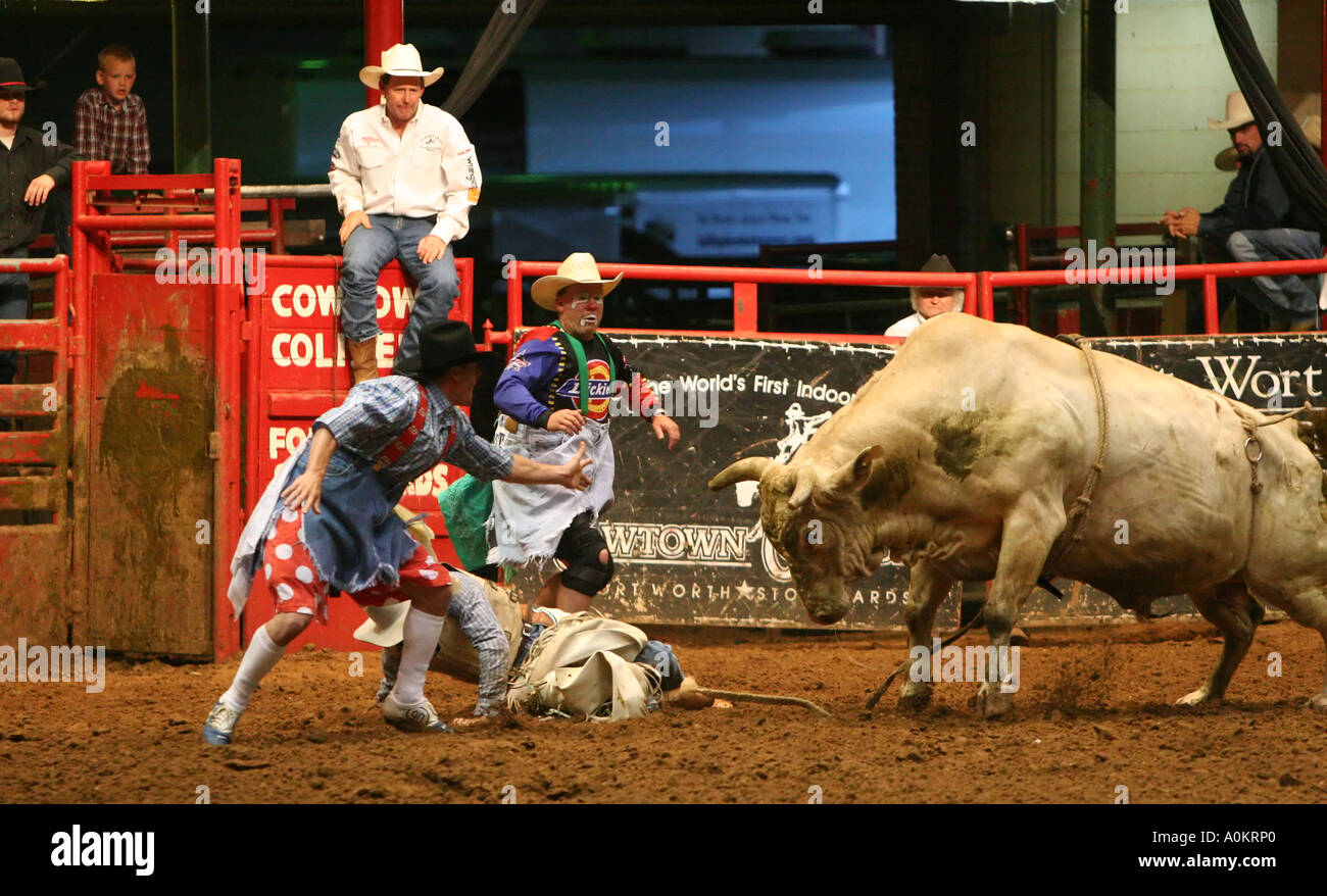 Rodeo clowns distract a bull from a fallen bullrider Stock Photo - Alamy
