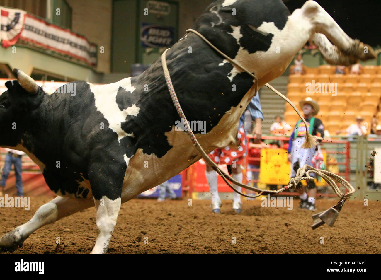 Rodeo bull jumping with rodeo clowns in the background Stock Photo - Alamy