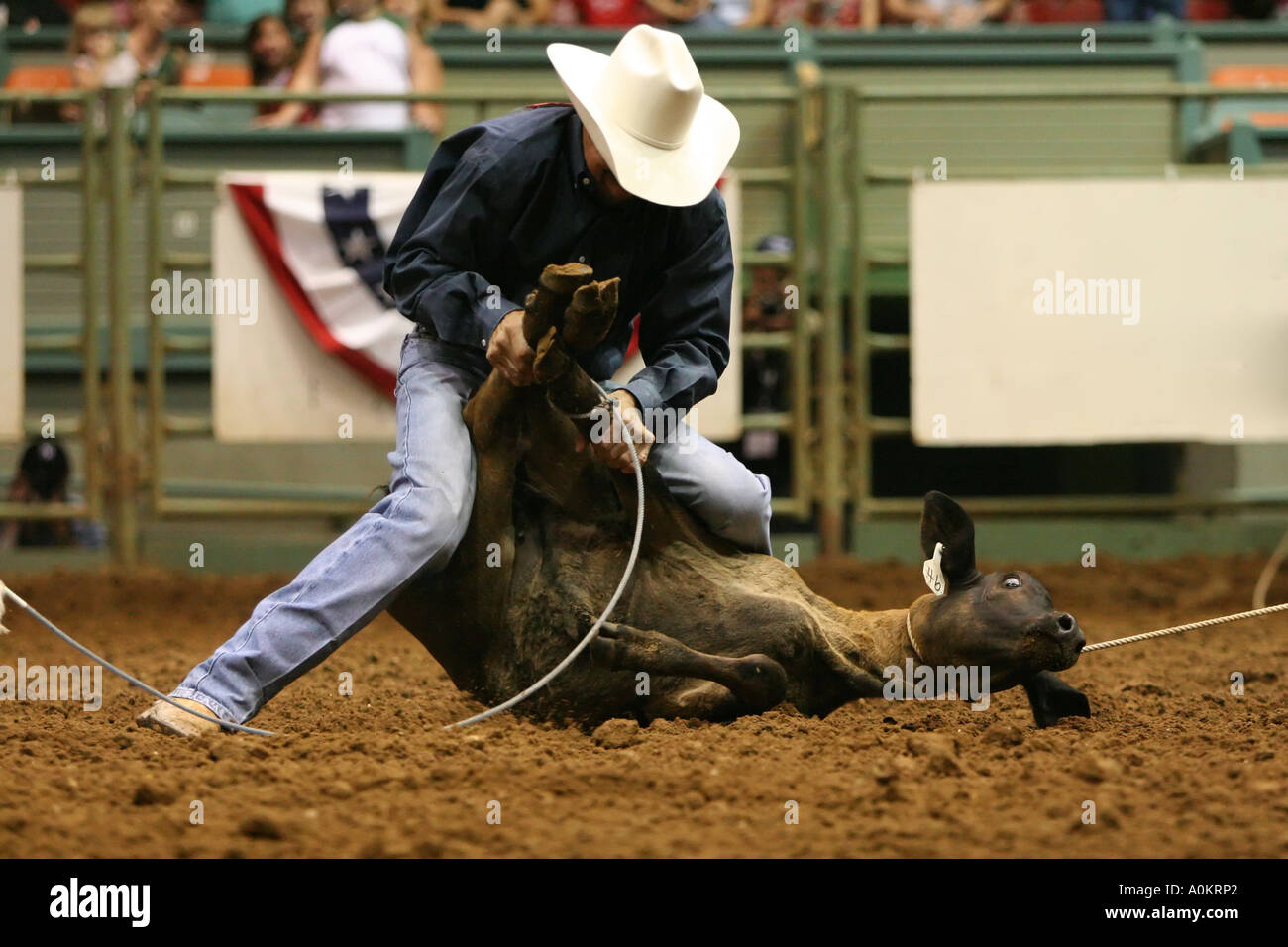 Rodeo cowboy ropes a calf during a competition Stock Photo - Alamy