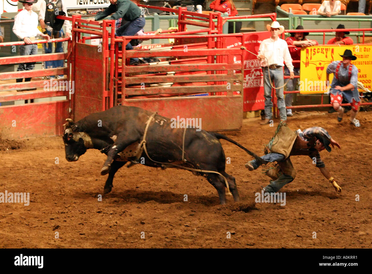A cowboy is bucked off a rodeo bull Stock Photo - Alamy