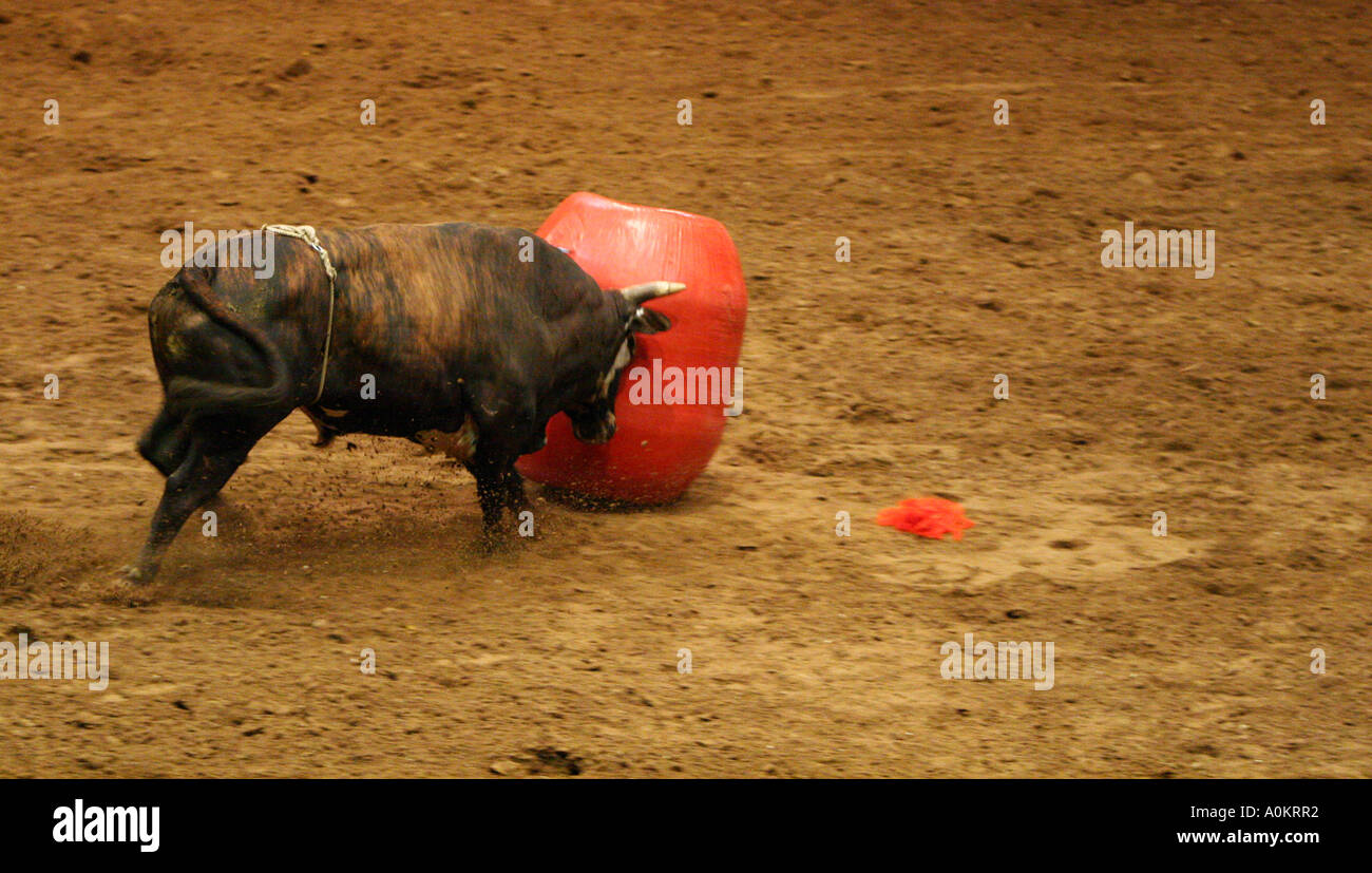 Charging bull hits a barrel with a rodeo clown inside Stock Photo - Alamy