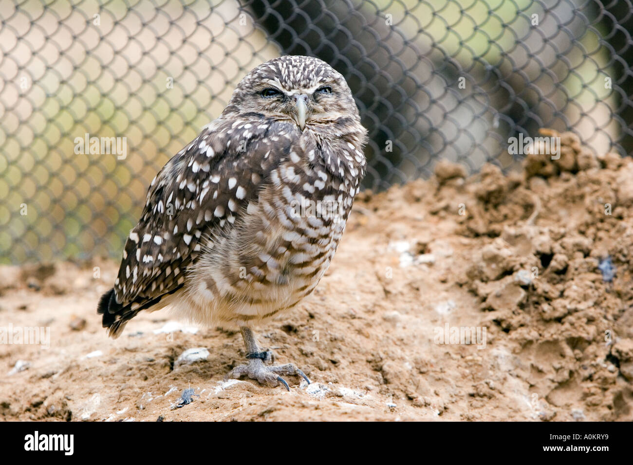 Burrowing Owl at the Fort Worth Zoo Stock Photo - Alamy