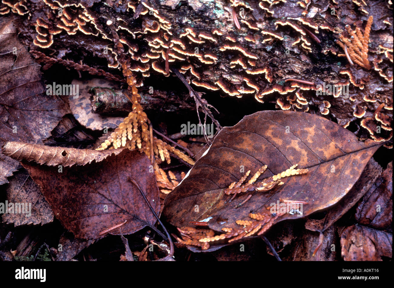 Brown decaying leaf litter on the forest floor of a boreal forest in ...