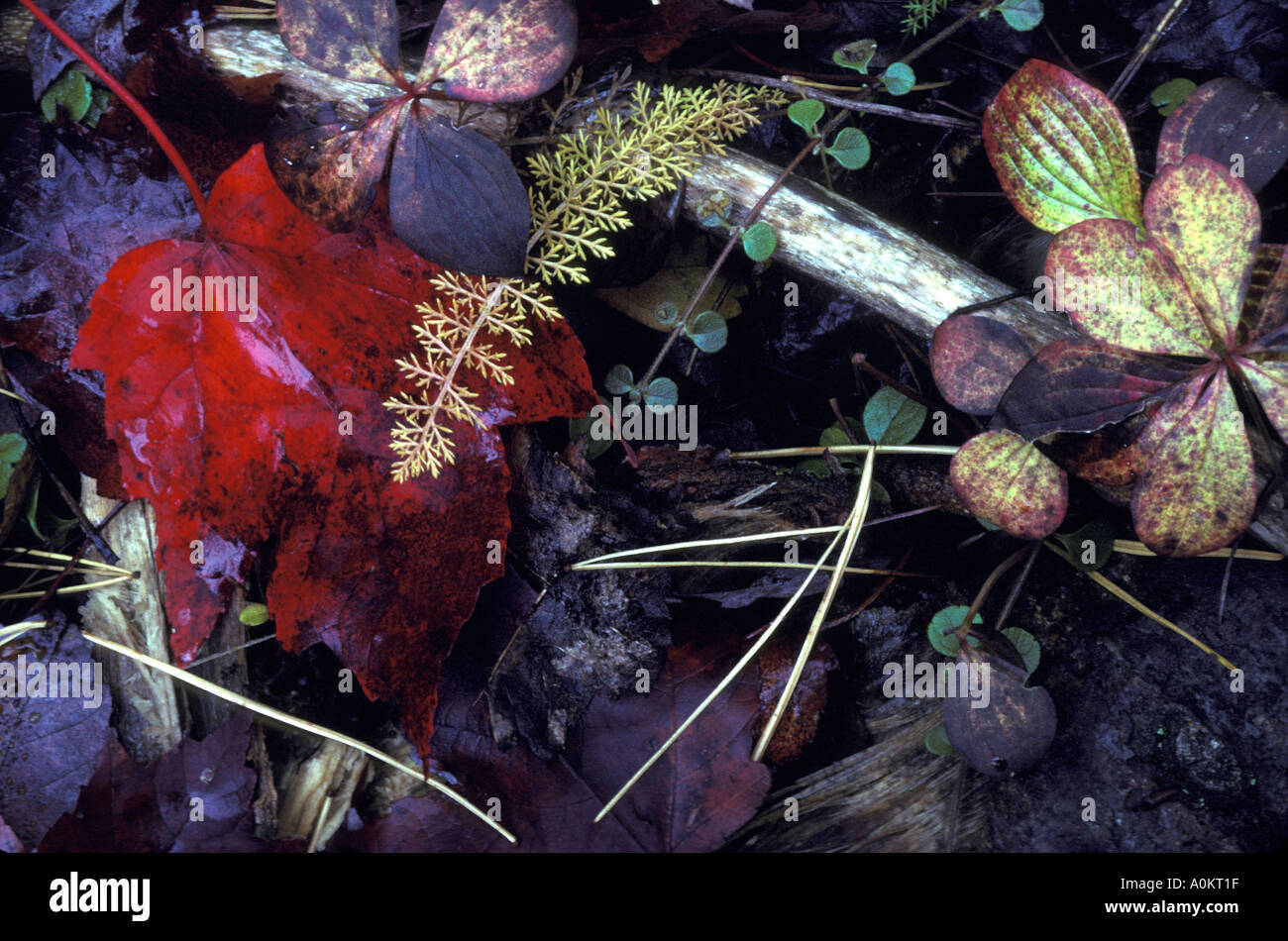 Forest floor decay with red maple leaf and small berry plants in the ...