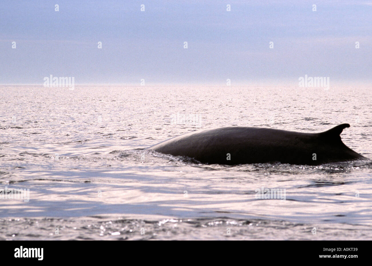 Back fin hi-res stock photography and images - Alamy