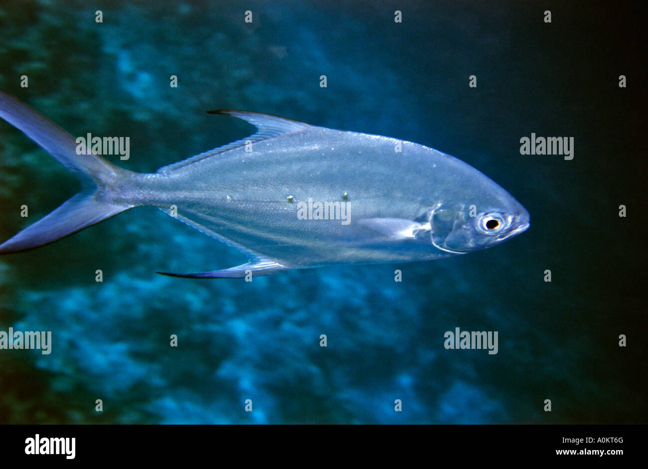 Spotted pompano hi-res stock photography and images - Alamy