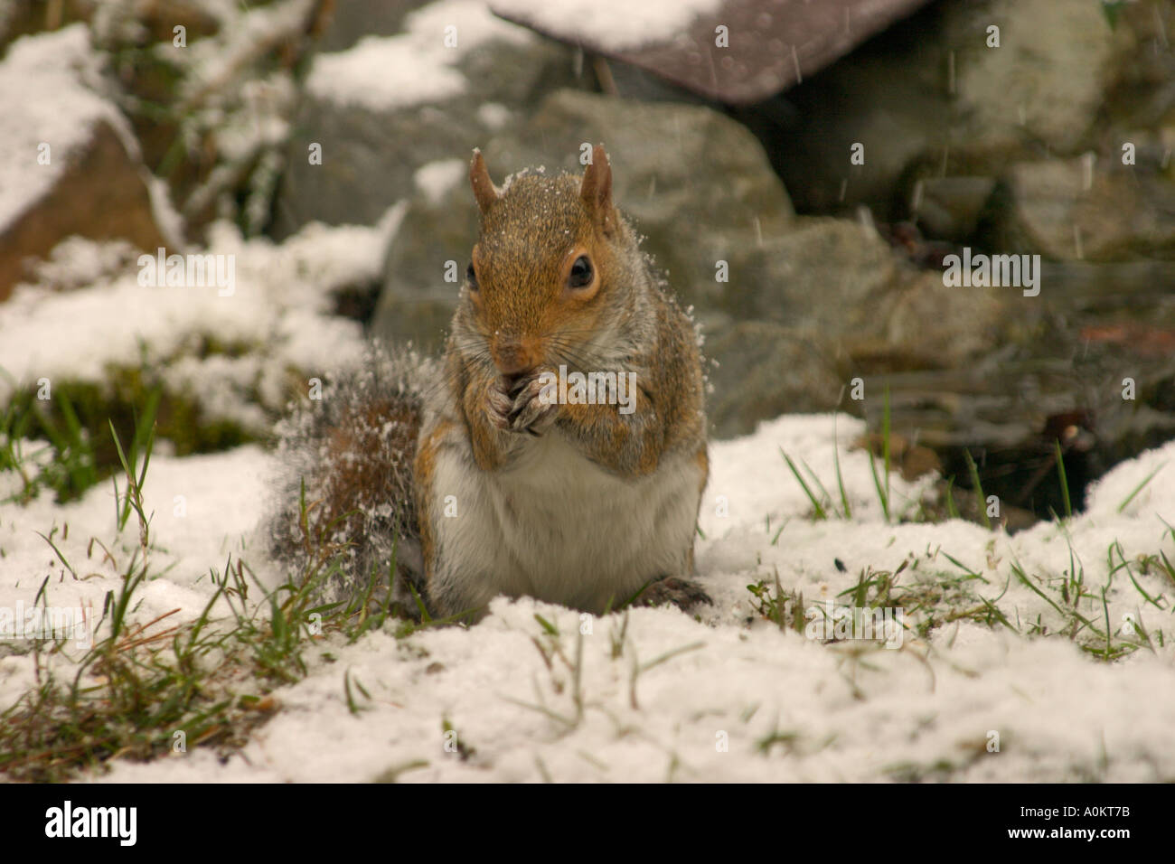 Squirrel burying nuts hi-res stock photography and images - Alamy