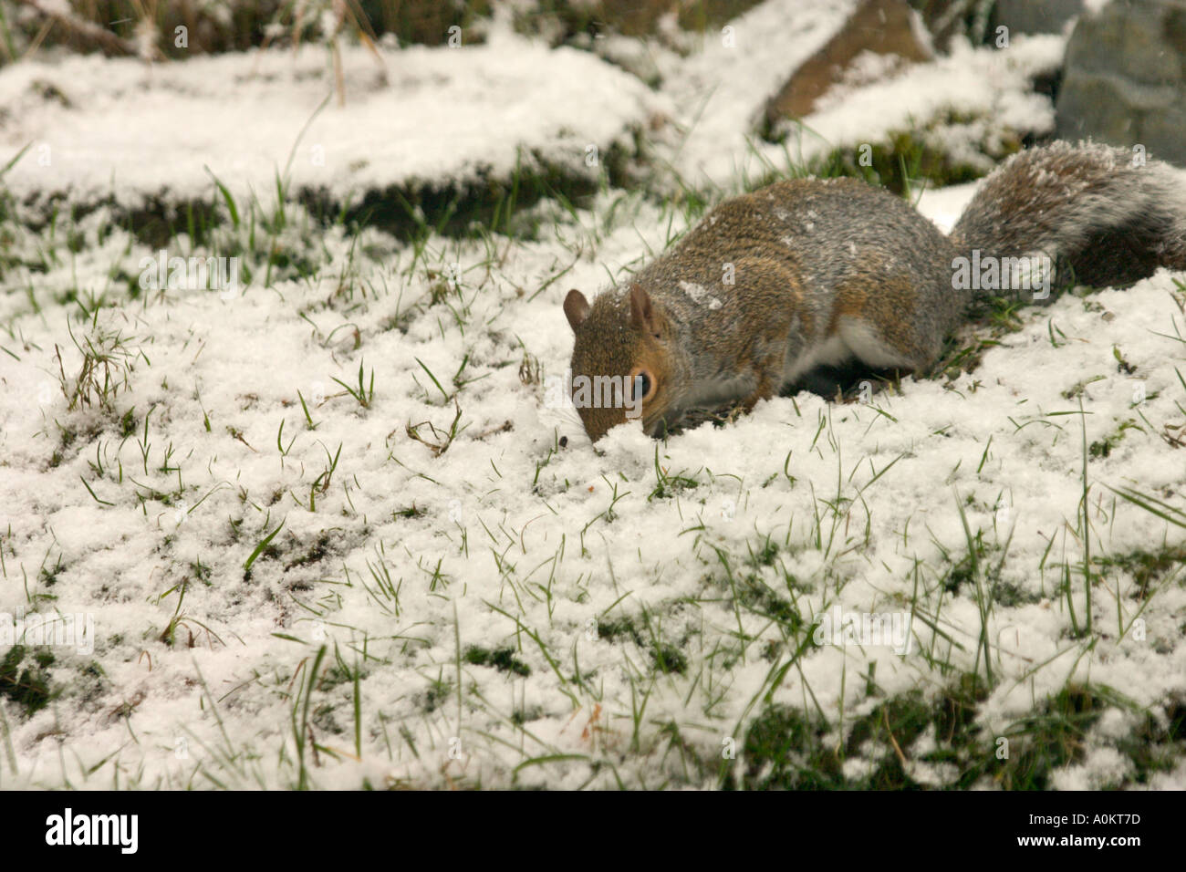 Squirrel burying nuts hi-res stock photography and images - Alamy