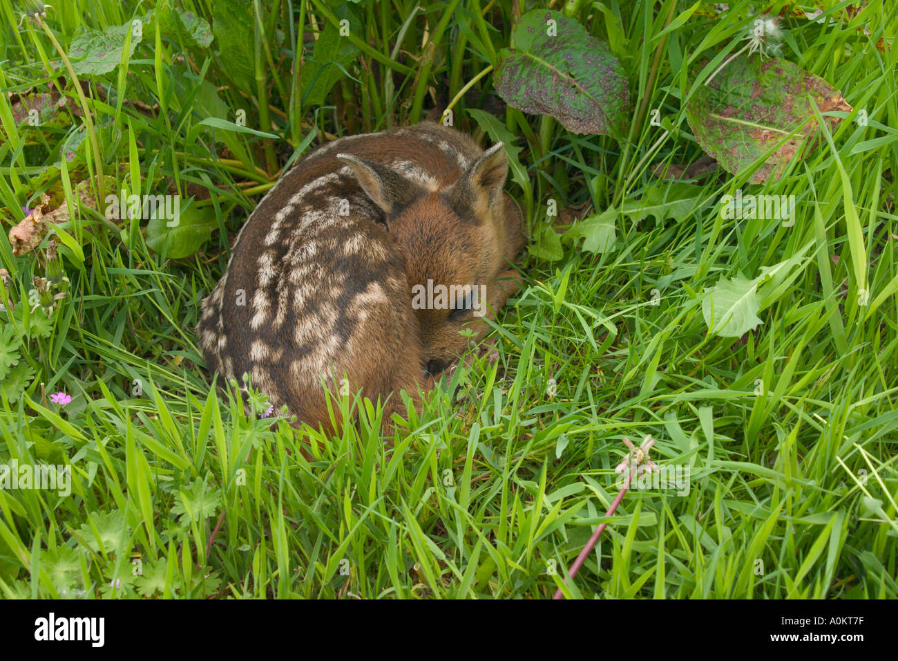 Roe deer fawn in hiding hi-res stock photography and images - Alamy