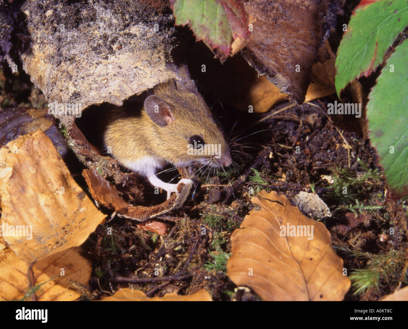 Wood Mouse. Emerging from hollow log Surrey England Stock Photo - Alamy