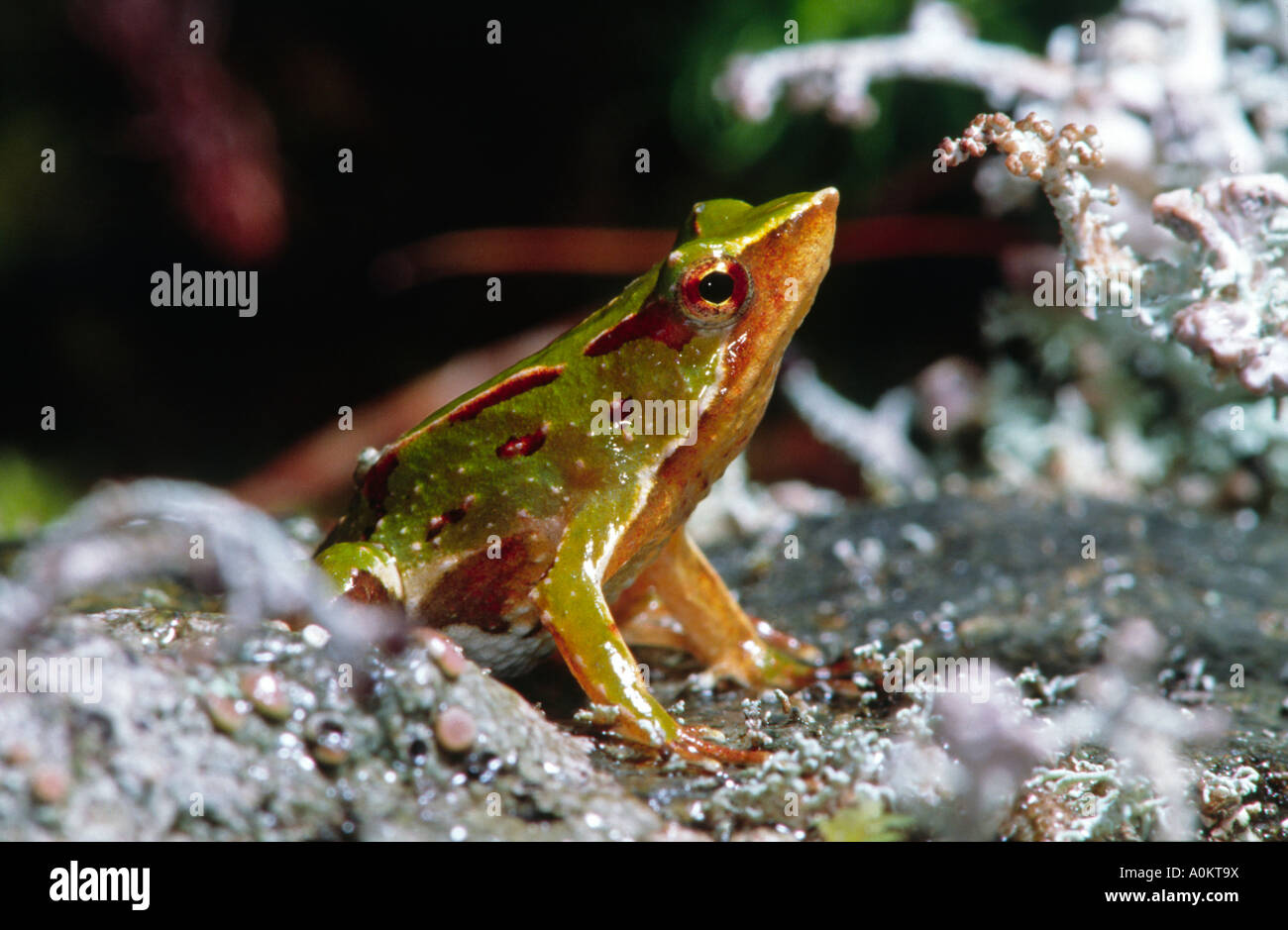 Darwin frog, Chiloe Island, Chile Stock Photo - Alamy