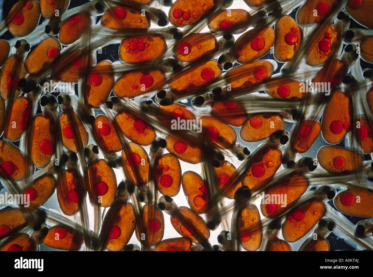 Salmon alevin hi-res stock photography and images - Alamy