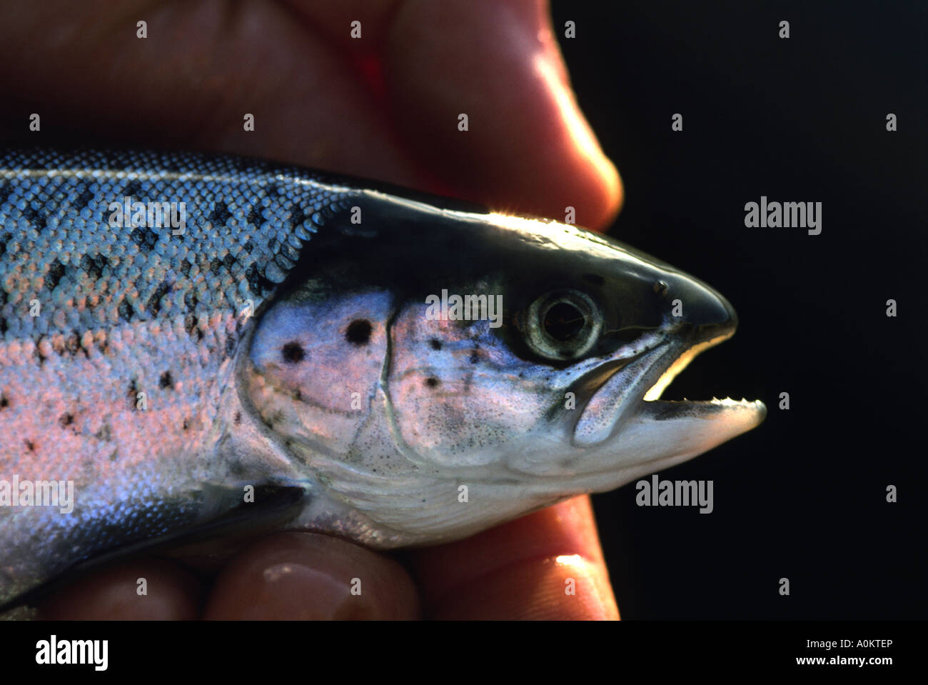Salmon post smolt Stock Photo - Alamy