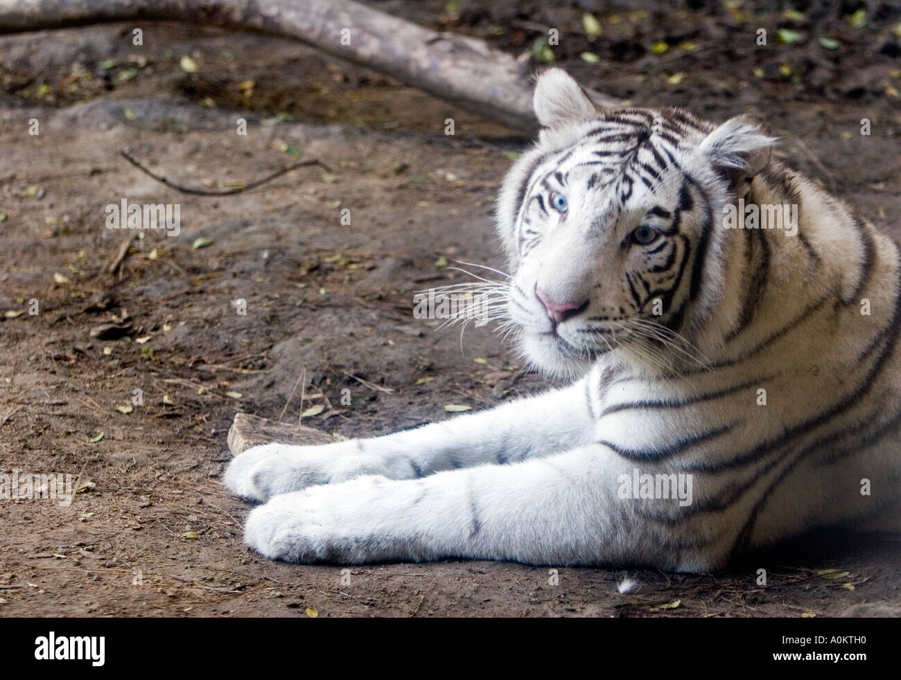 White bengal tiger cage hi-res stock photography and images - Alamy