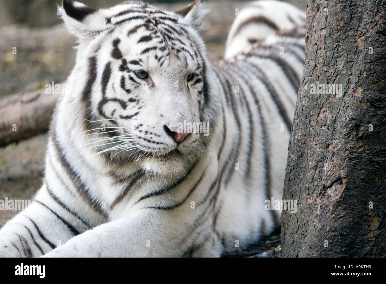 White bengal tiger cage hi-res stock photography and images - Alamy