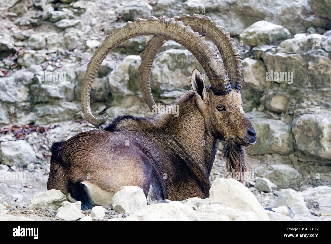 Nubian ibex hi-res stock photography and images - Alamy