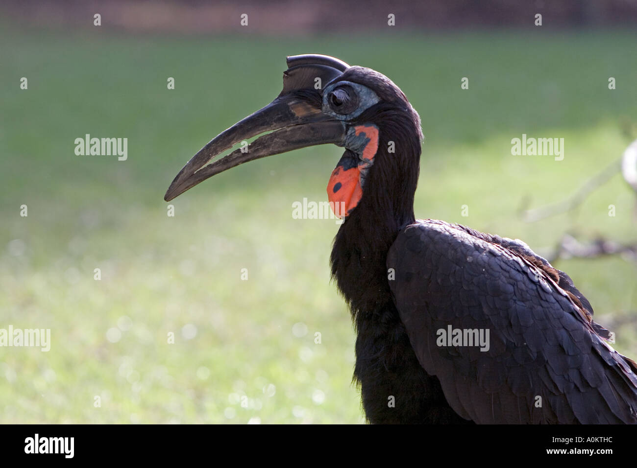 Abyssinian Ground Hornbill Bucorvus abyssinicus Stock Photo - Alamy
