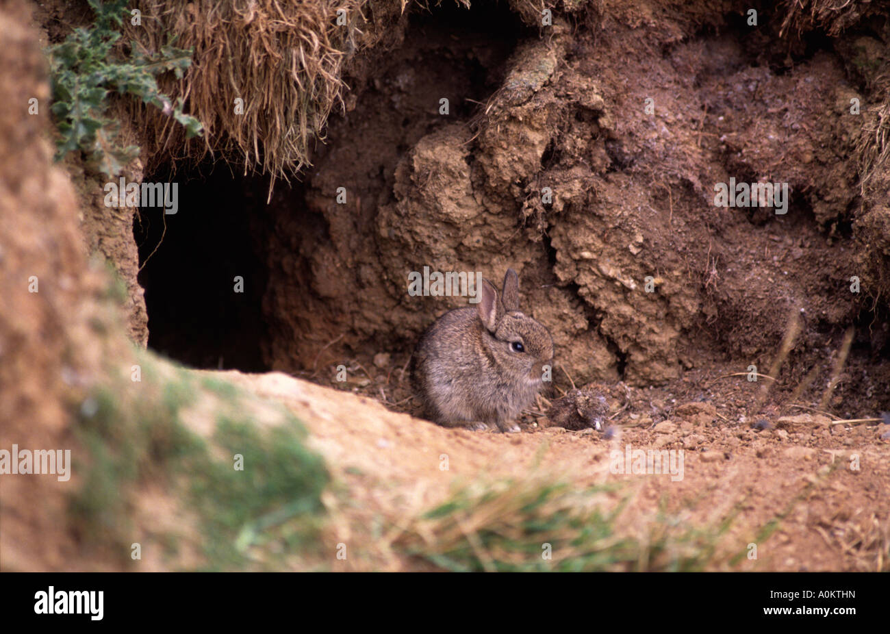 Young rabbit outside its burrow Stock Photo - Alamy