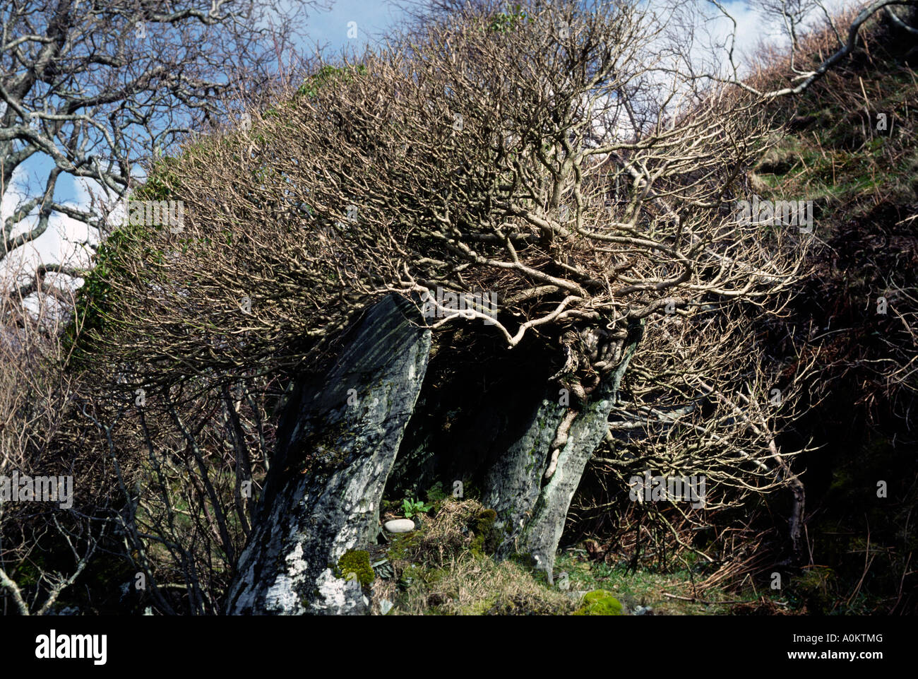 Root rock crack hi-res stock photography and images - Alamy